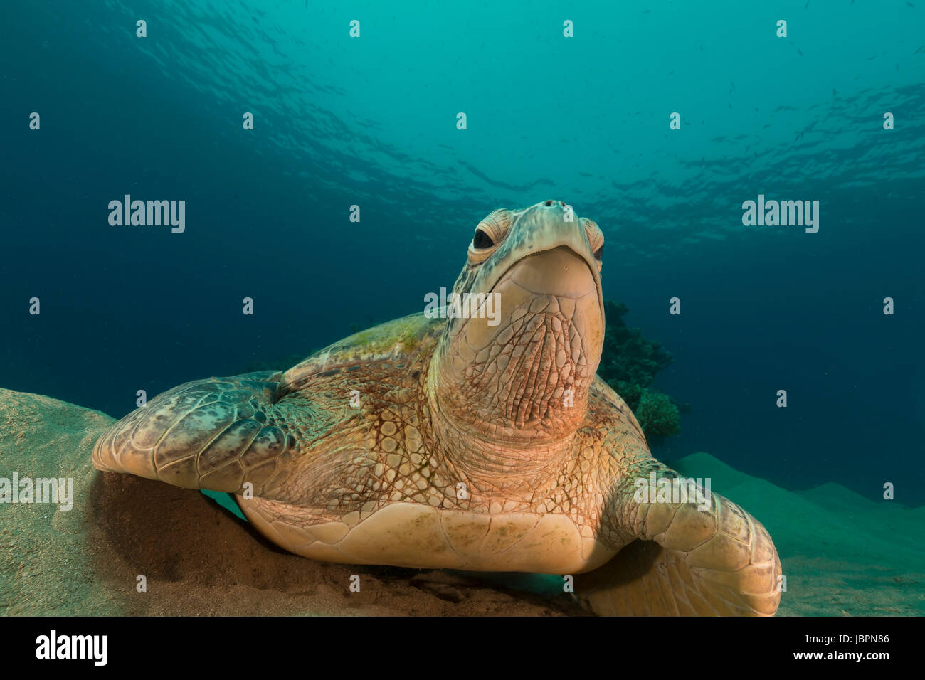 Male green turtle in the Red Sea Stock Photo - Alamy