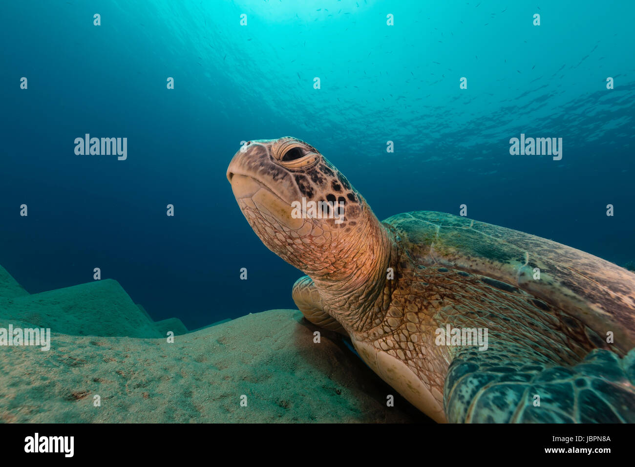 Male green turtle in the Red Sea Stock Photo - Alamy