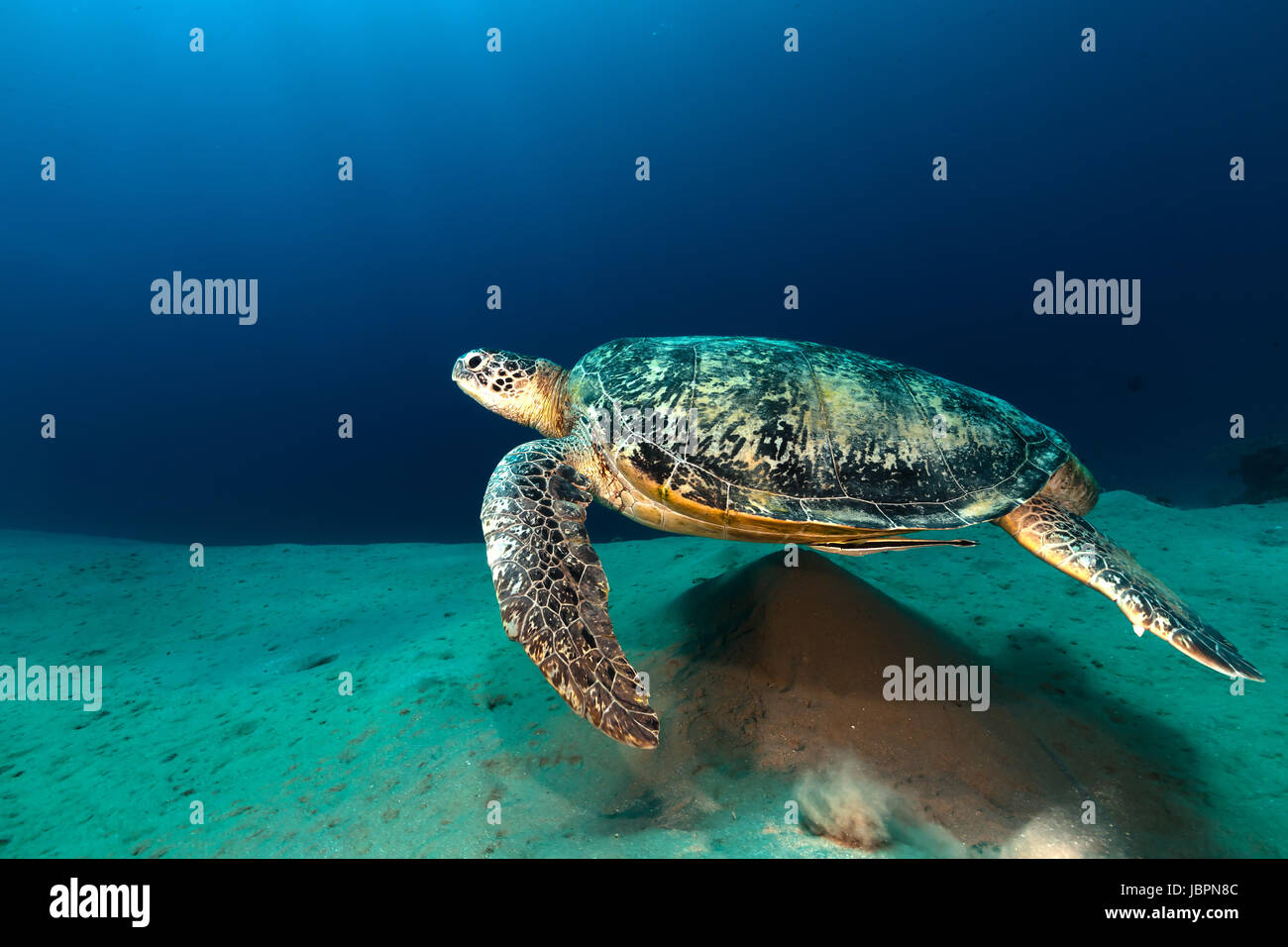Male green turtle in the Red Sea Stock Photo - Alamy