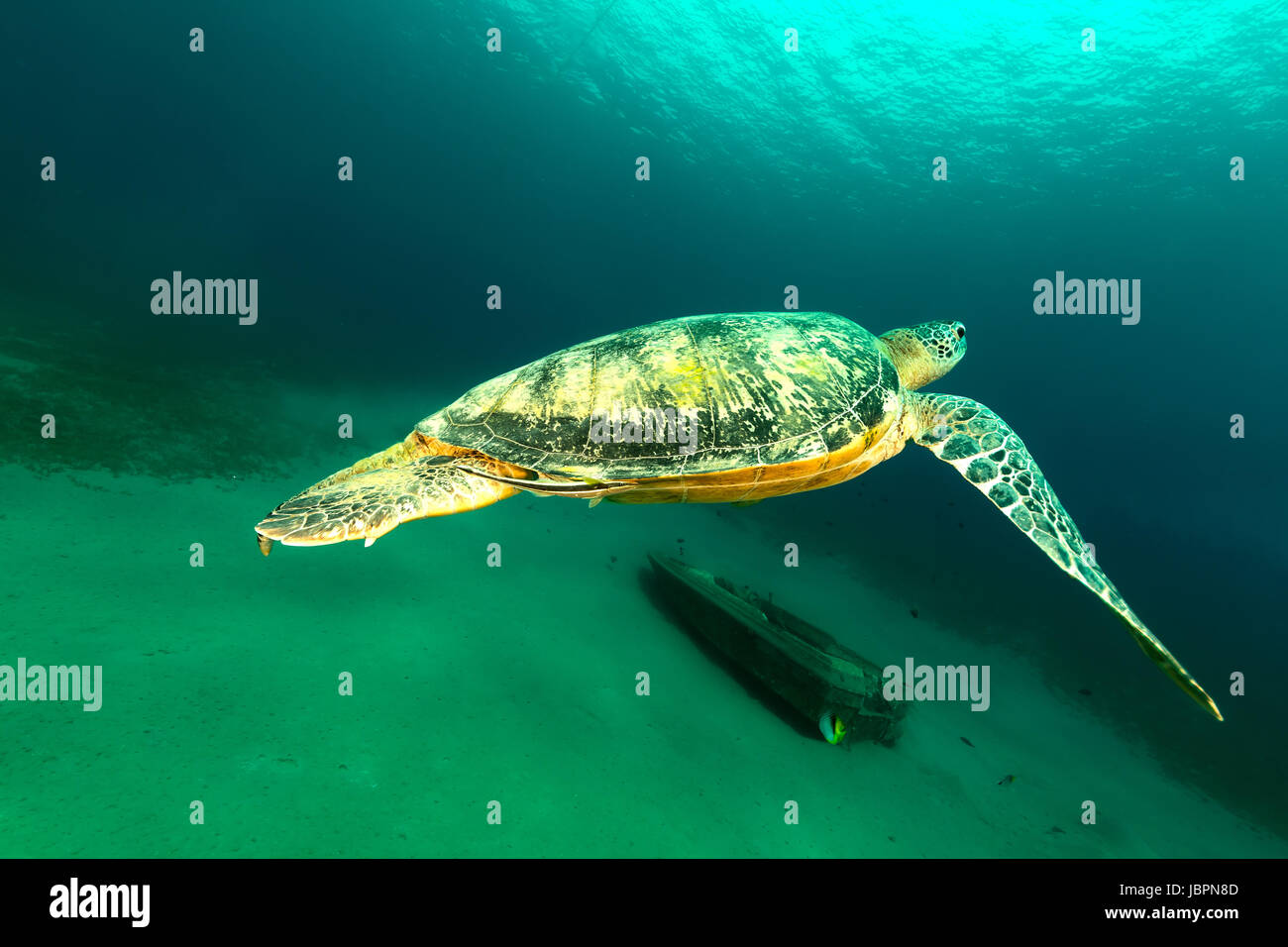Male green turtle in the Red Sea Stock Photo - Alamy
