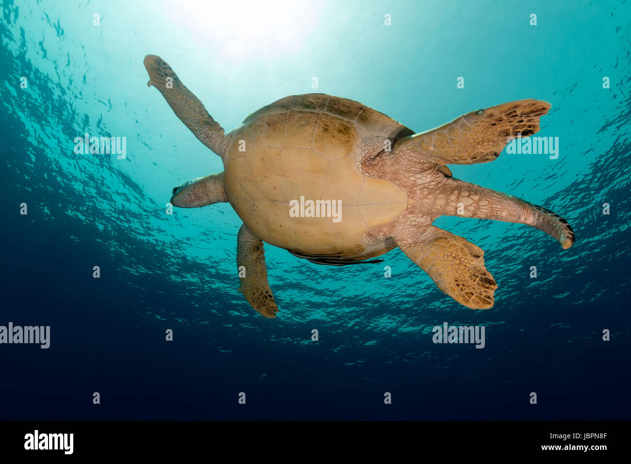 Male green turtle in the Red Sea Stock Photo - Alamy
