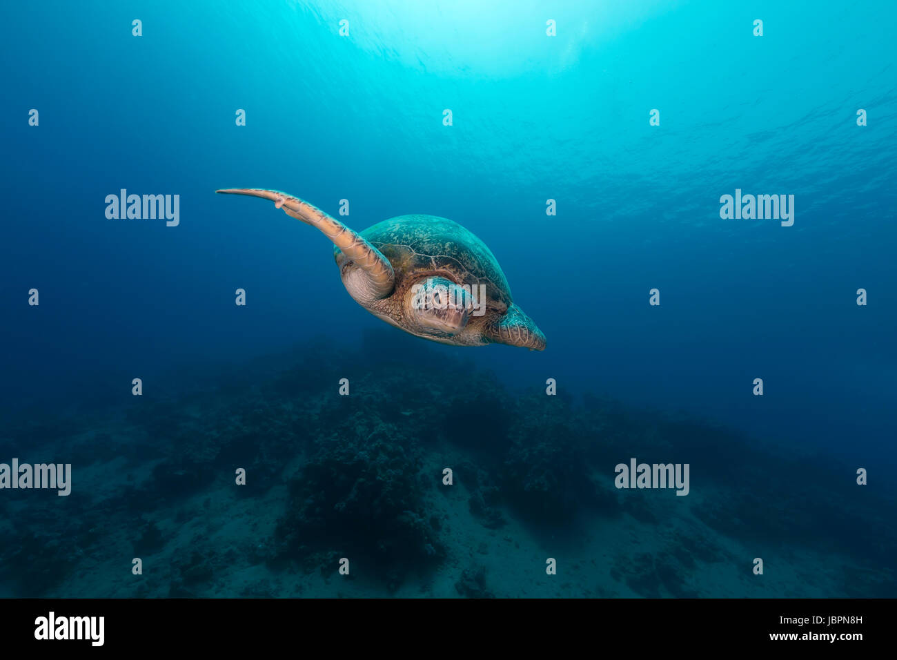 Male green turtle in the Red Sea Stock Photo - Alamy