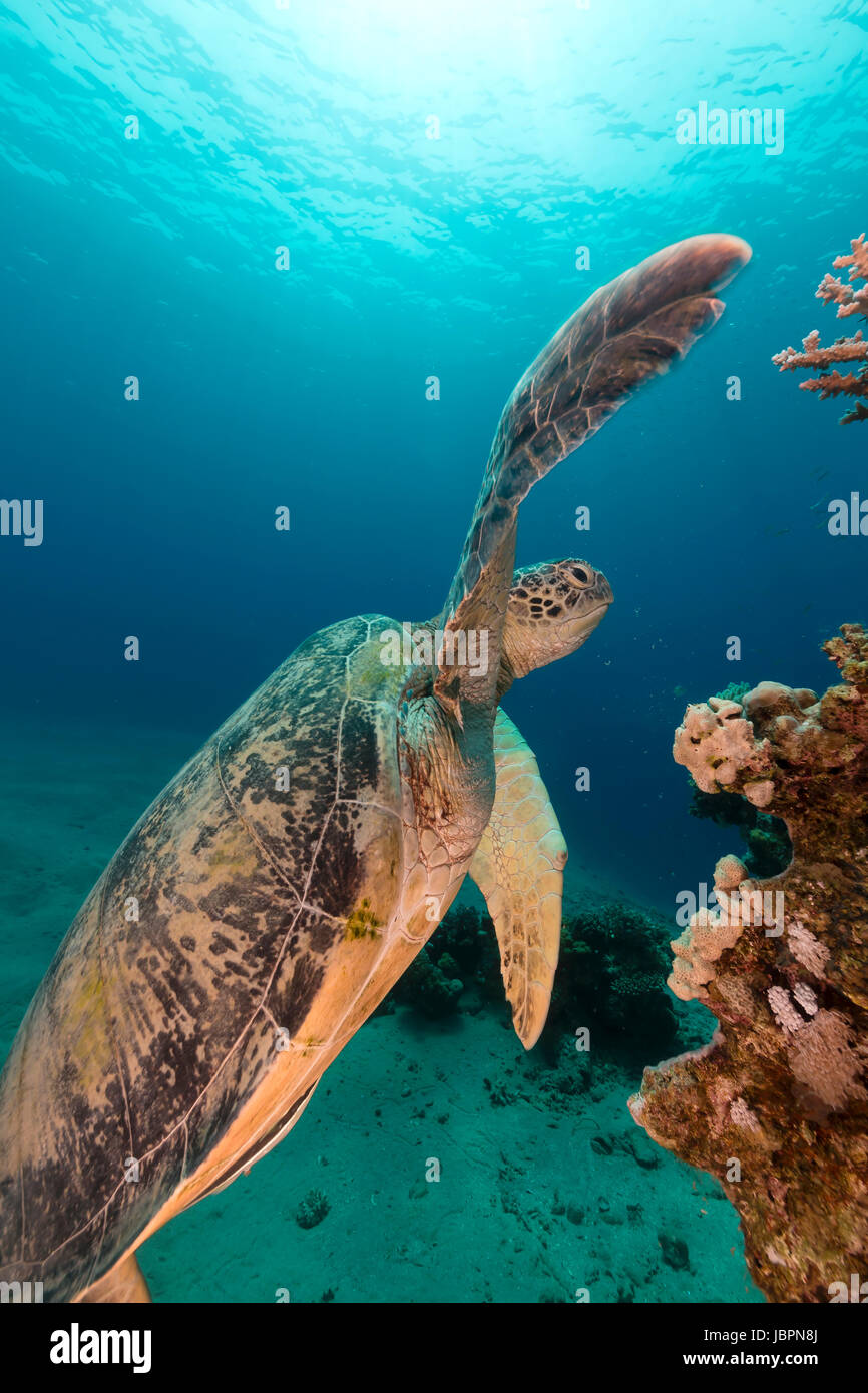 Male green turtle in the Red Sea Stock Photo - Alamy