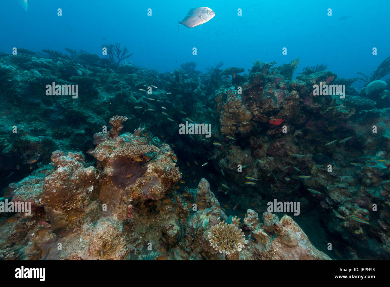 Underwater scenery in the Red Sea Stock Photo - Alamy
