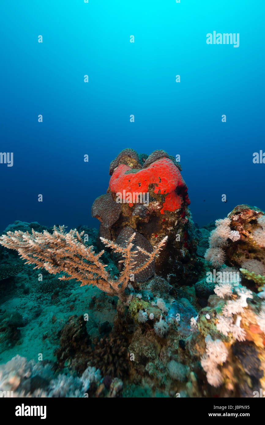 Underwater scenery in the Red Sea Stock Photo - Alamy