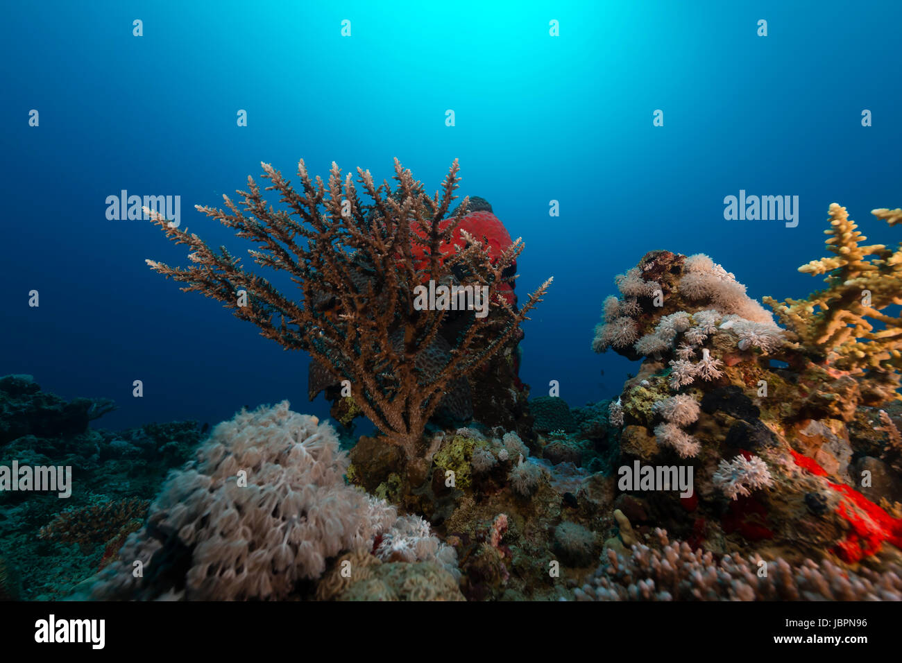 Underwater scenery in the Red Sea Stock Photo - Alamy