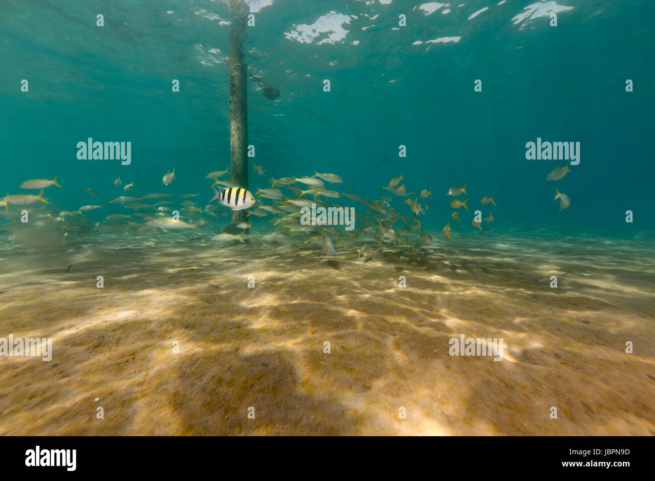 Underwater scenery in the Red Sea Stock Photo - Alamy