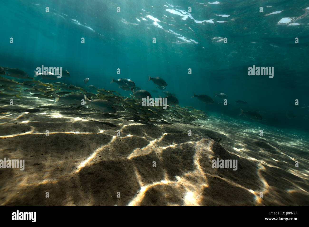Underwater scenery in the Red Sea Stock Photo - Alamy