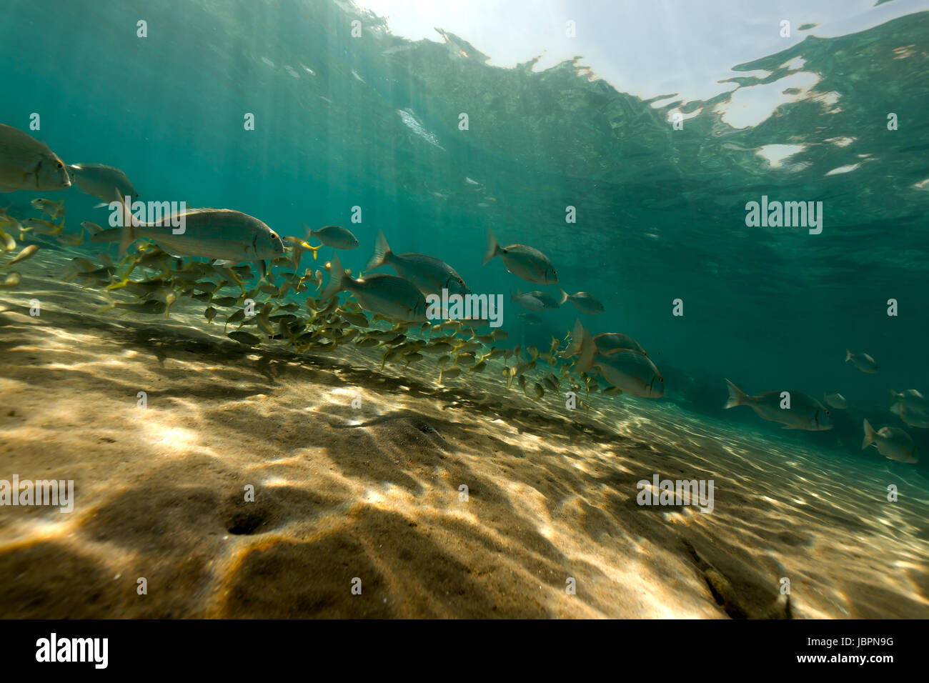 Underwater scenery in the Red Sea Stock Photo - Alamy