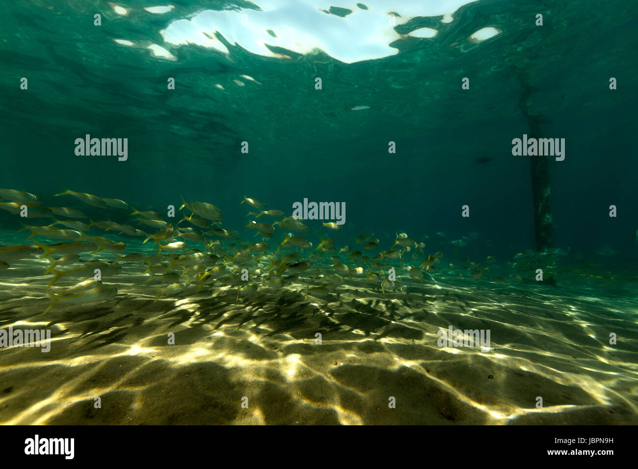 Underwater scenery in the Red Sea Stock Photo - Alamy