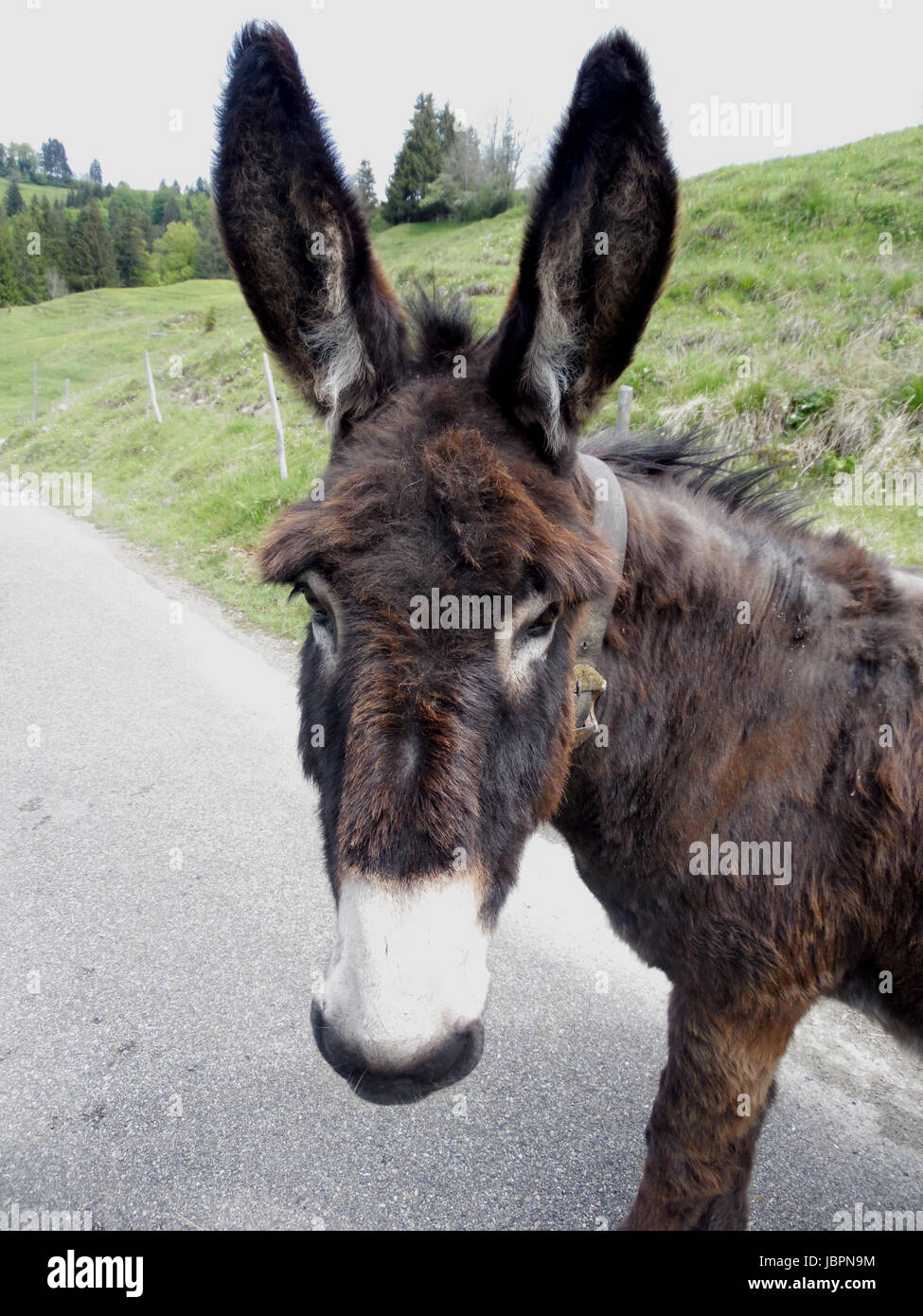 Mules animals hi-res stock photography and images - Alamy