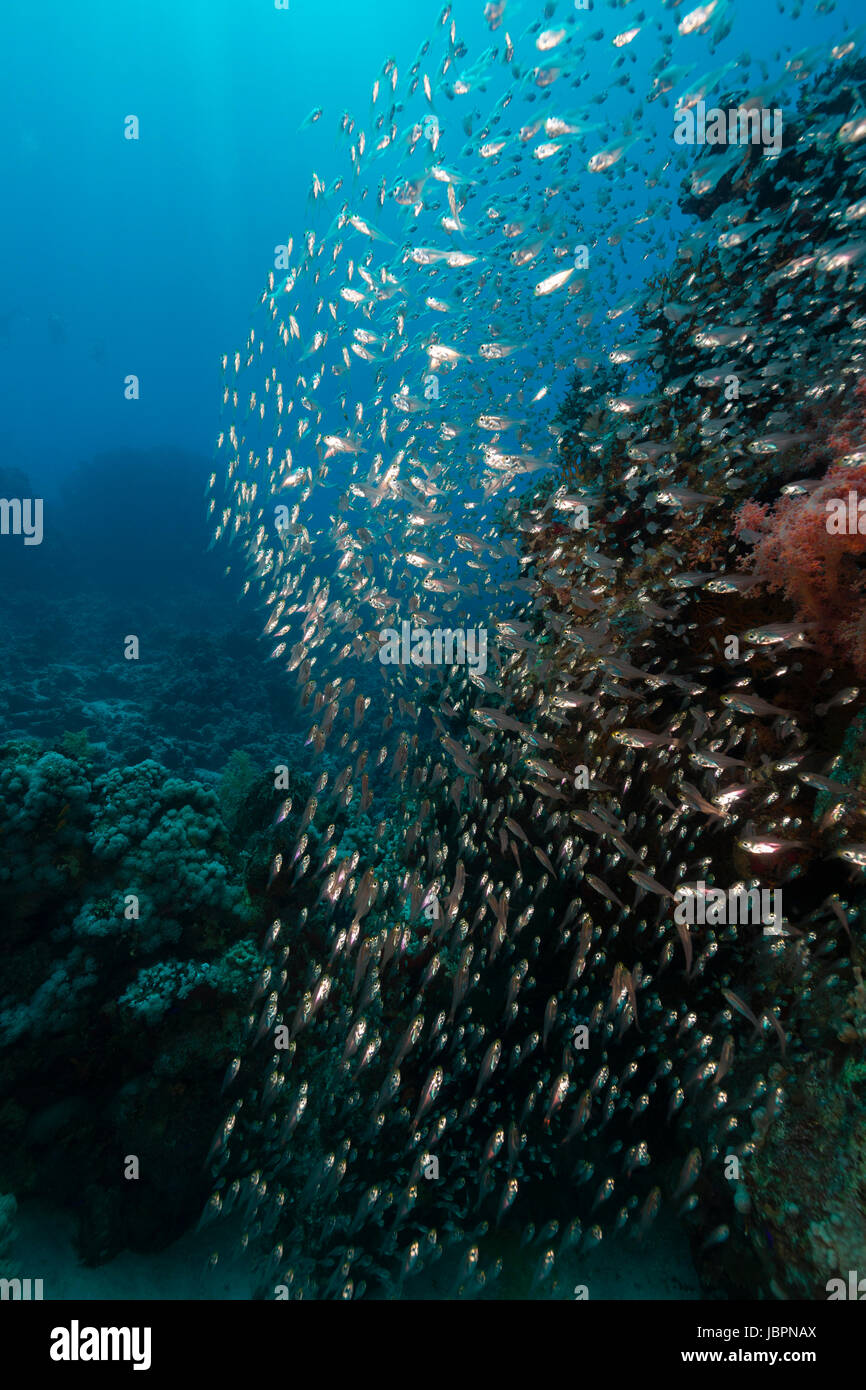 Glassfish and the aquatic life in the Red Sea Stock Photo - Alamy