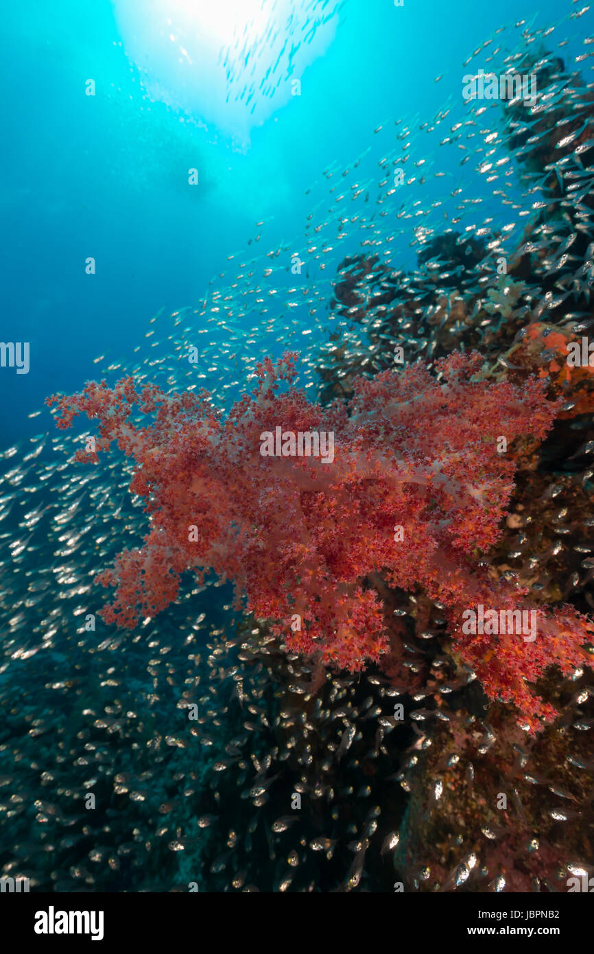Glassfish and the aquatic life in the Red Sea Stock Photo - Alamy