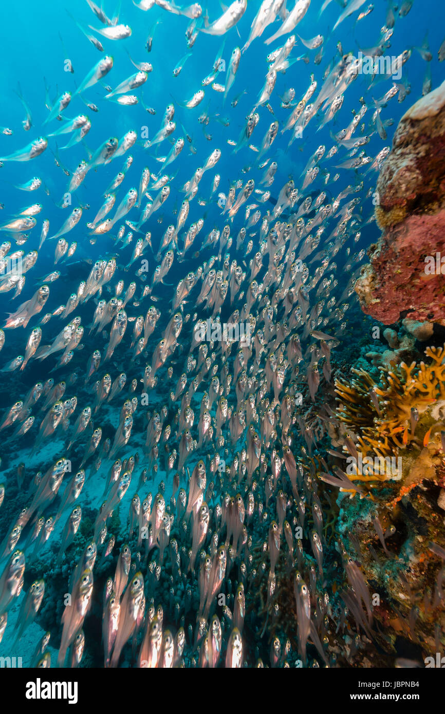 Glassfish and the aquatic life in the Red Sea Stock Photo - Alamy