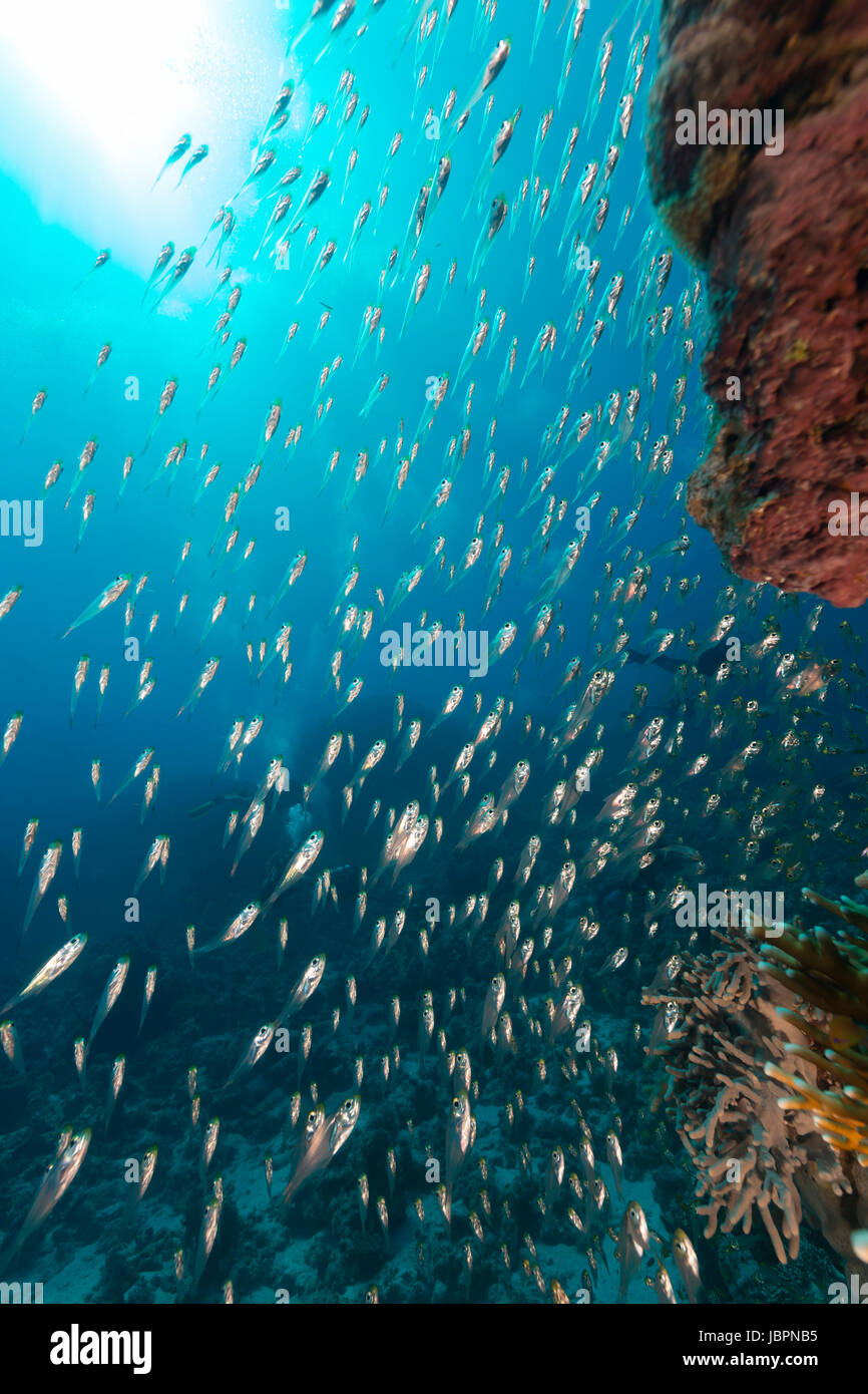 Glassfish and the aquatic life in the Red Sea Stock Photo - Alamy