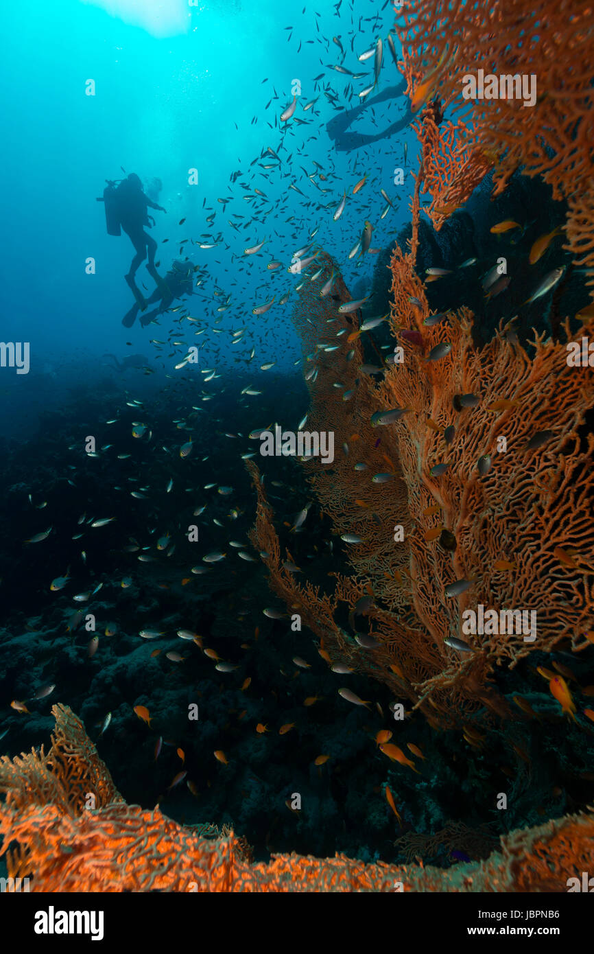 Divers and the aquatic life in the Red Sea Stock Photo - Alamy