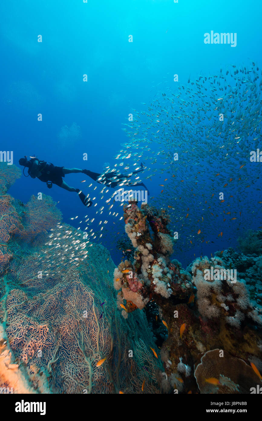 Divers and the aquatic life in the Red Sea Stock Photo - Alamy