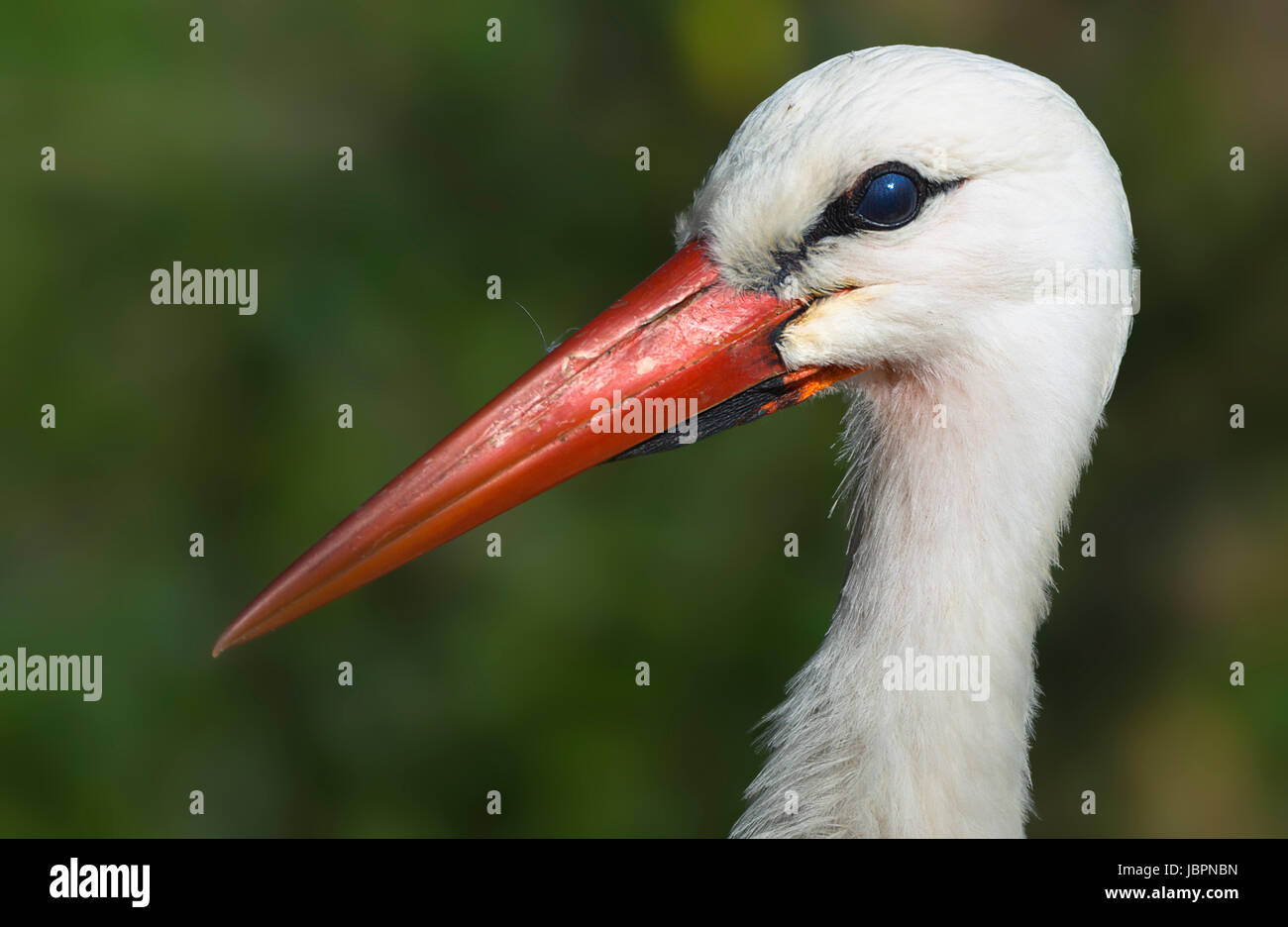ciconia ciconia ciconia Stock Photo - Alamy
