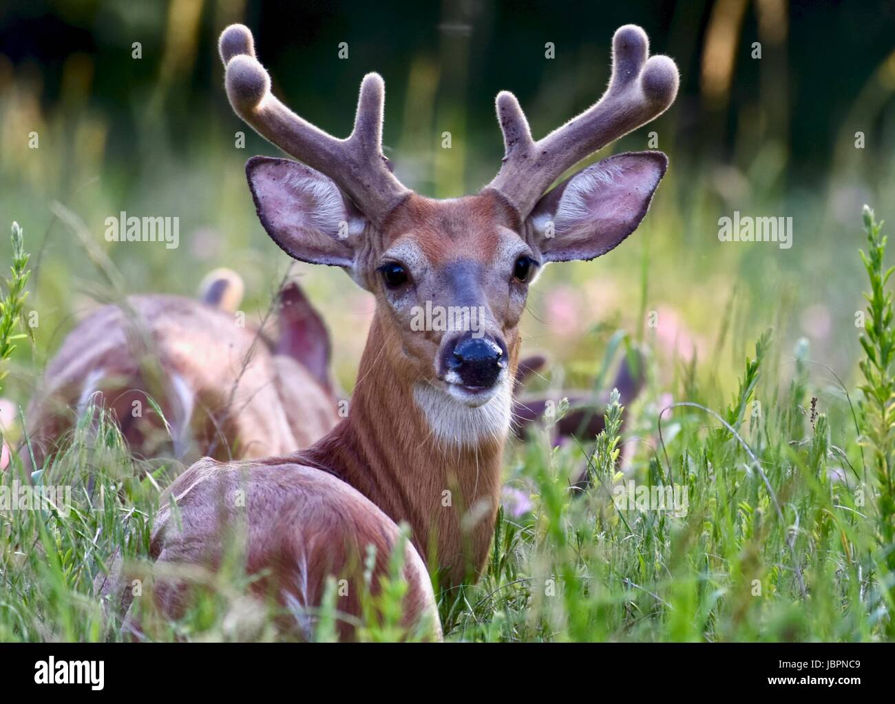 White-tailed deer buck (Odocoileus virginianus) with velvet antlers ...