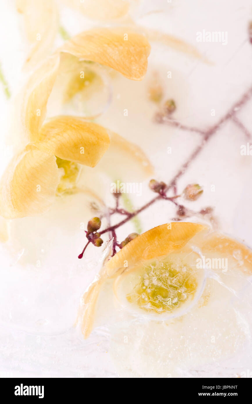 Frozen flowers. blossoms in the ice cube Stock Photo - Alamy