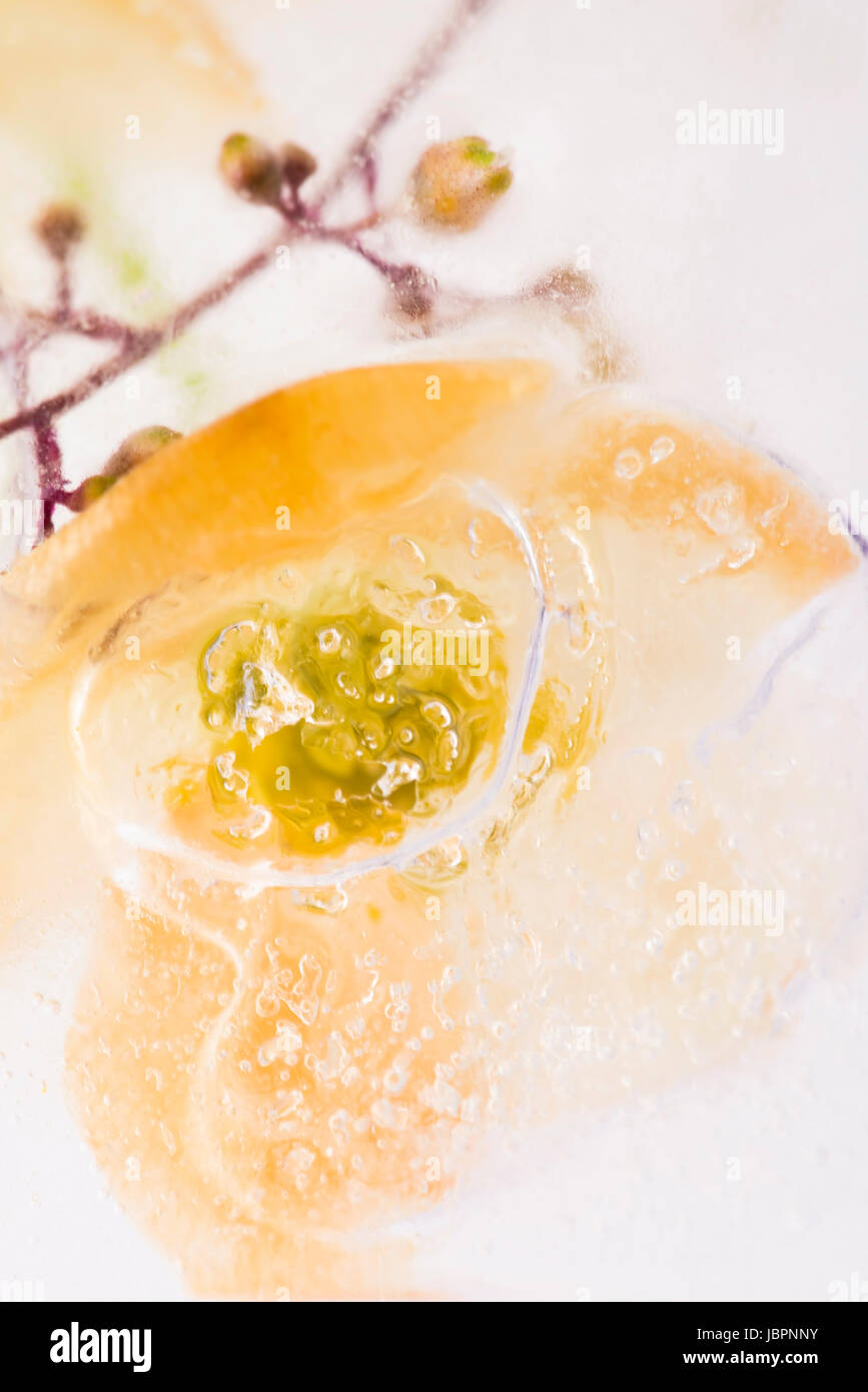 Frozen flowers. blossoms in the ice cube Stock Photo - Alamy