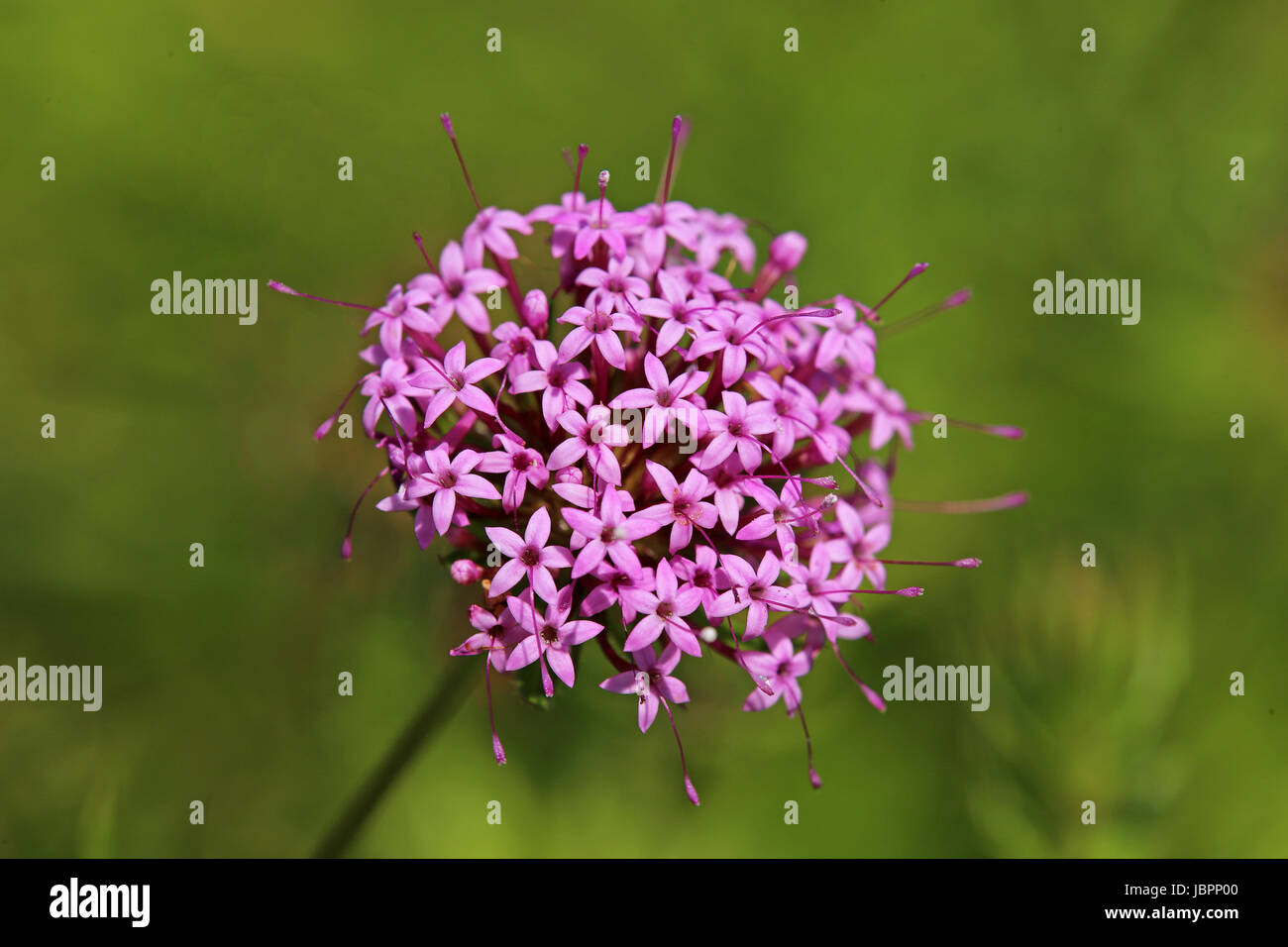 inflorescence stylosa rose woodruff phuopsis Stock Photo - Alamy