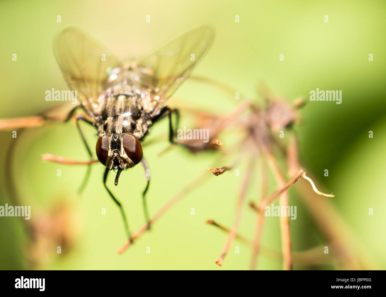mücke - fly Stock Photo - Alamy