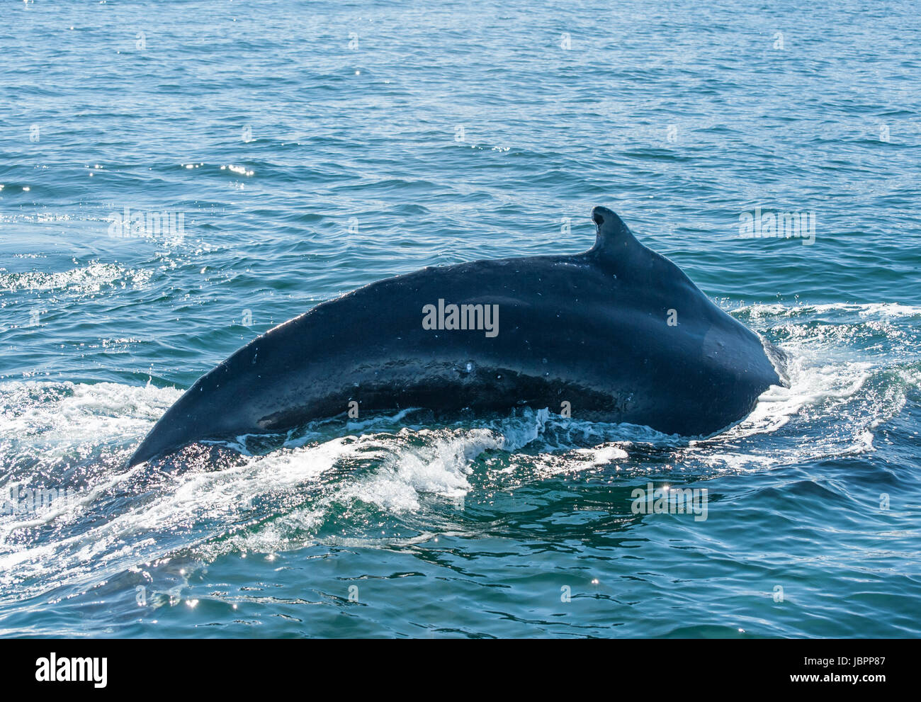 Mighty Humpback whale (Megaptera novaeangliae) seen from the boat near ...