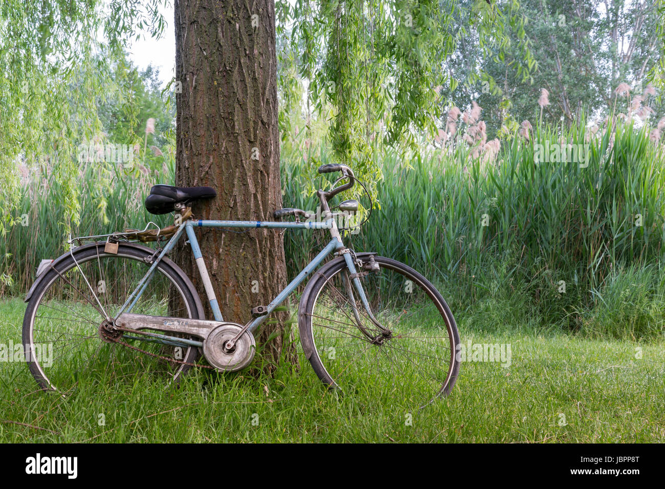 Bicycle under a tree in an italian garden Stock Photo - Alamy