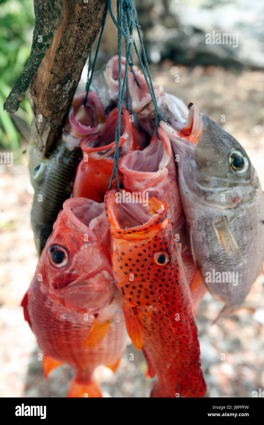 Fische am Strand von Tutuala idem oestlichsten Punkt an der Timorsee in ...