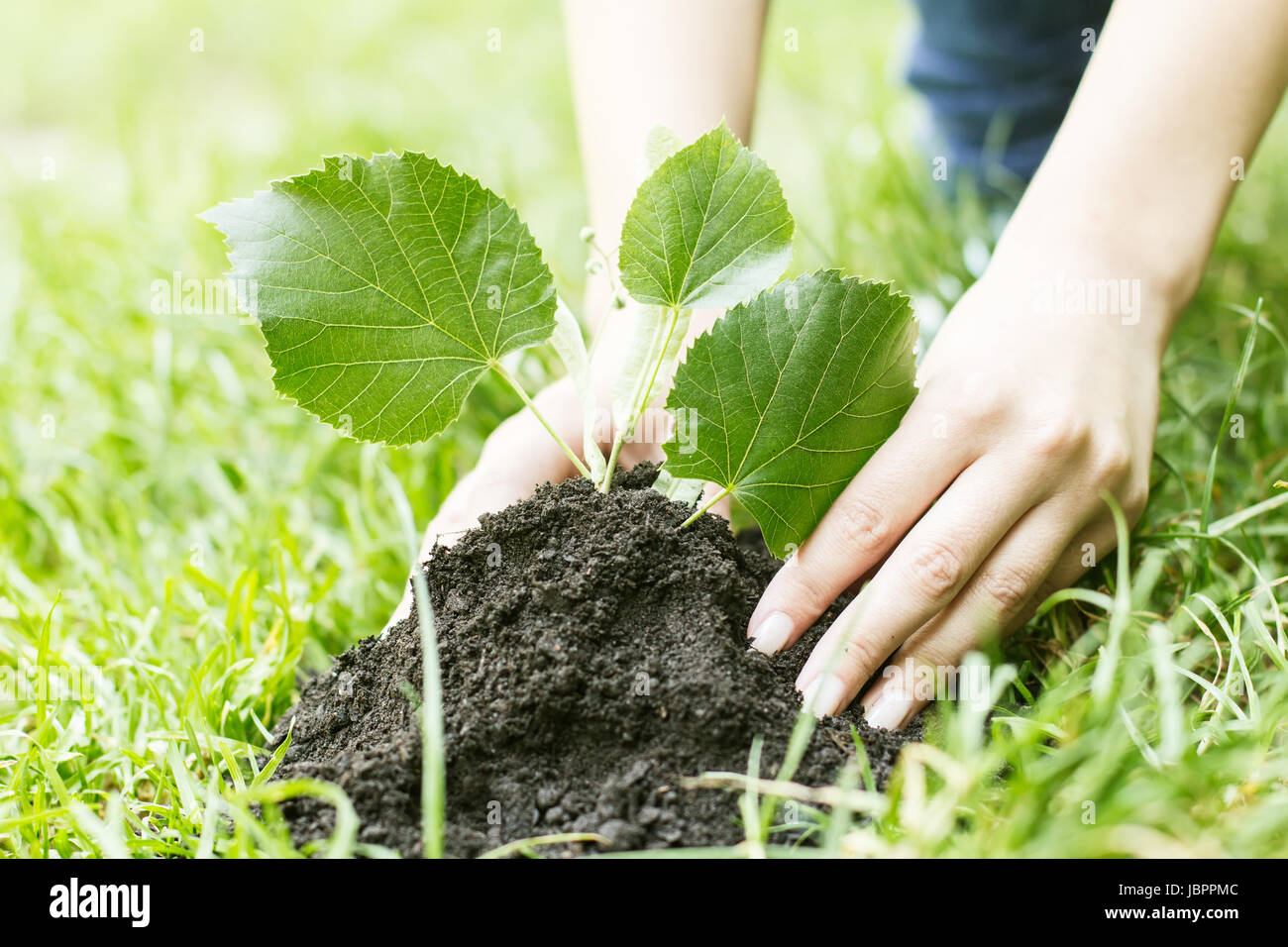 Human hands support small plant to grow up Stock Photo - Alamy