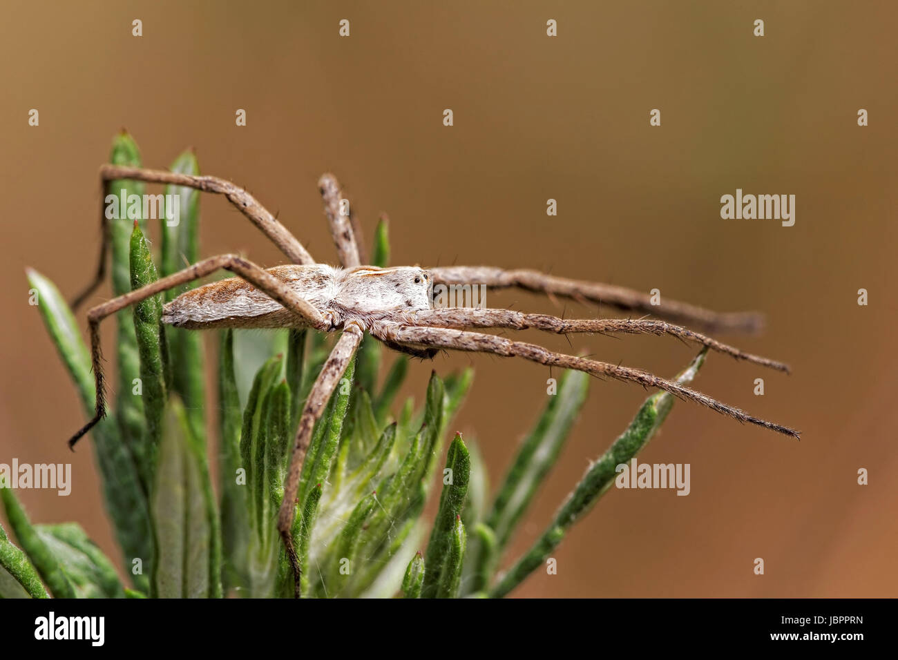 Raubspinne pisaura mirabilis hi-res stock photography and images - Alamy