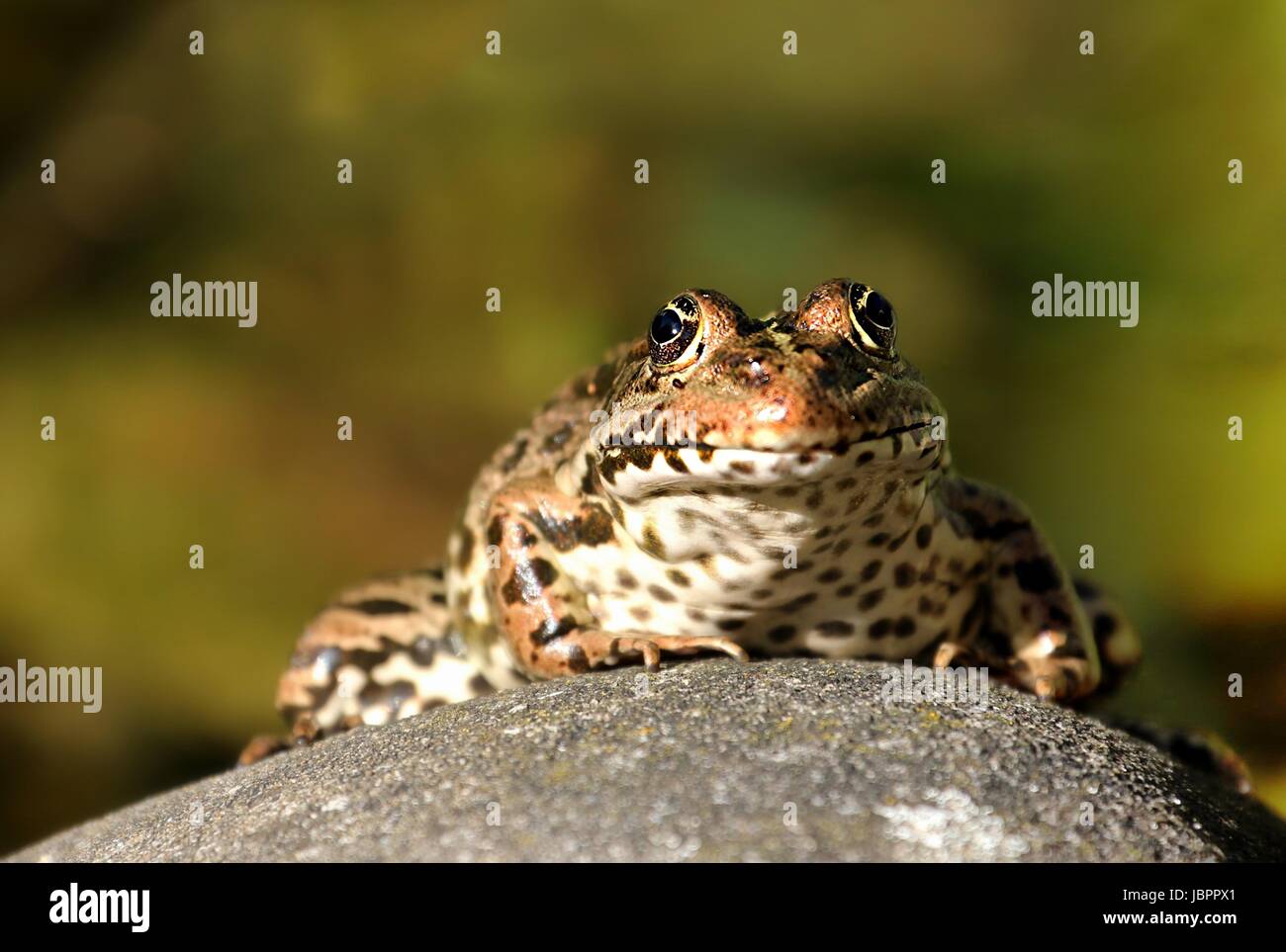 frog on stone Stock Photo - Alamy
