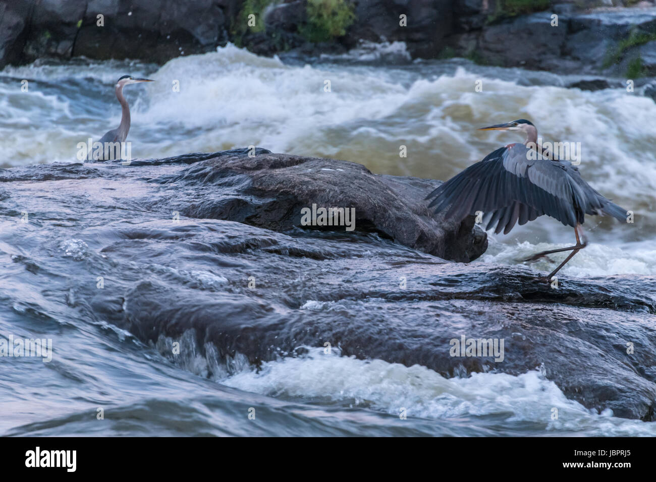 Georgia heron usa hi-res stock photography and images - Alamy