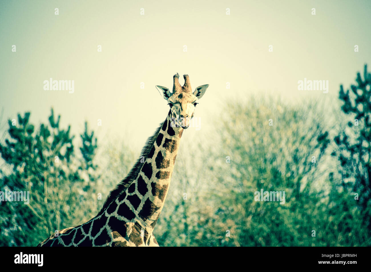 Portrait sky high quality hi-res stock photography and images - Alamy