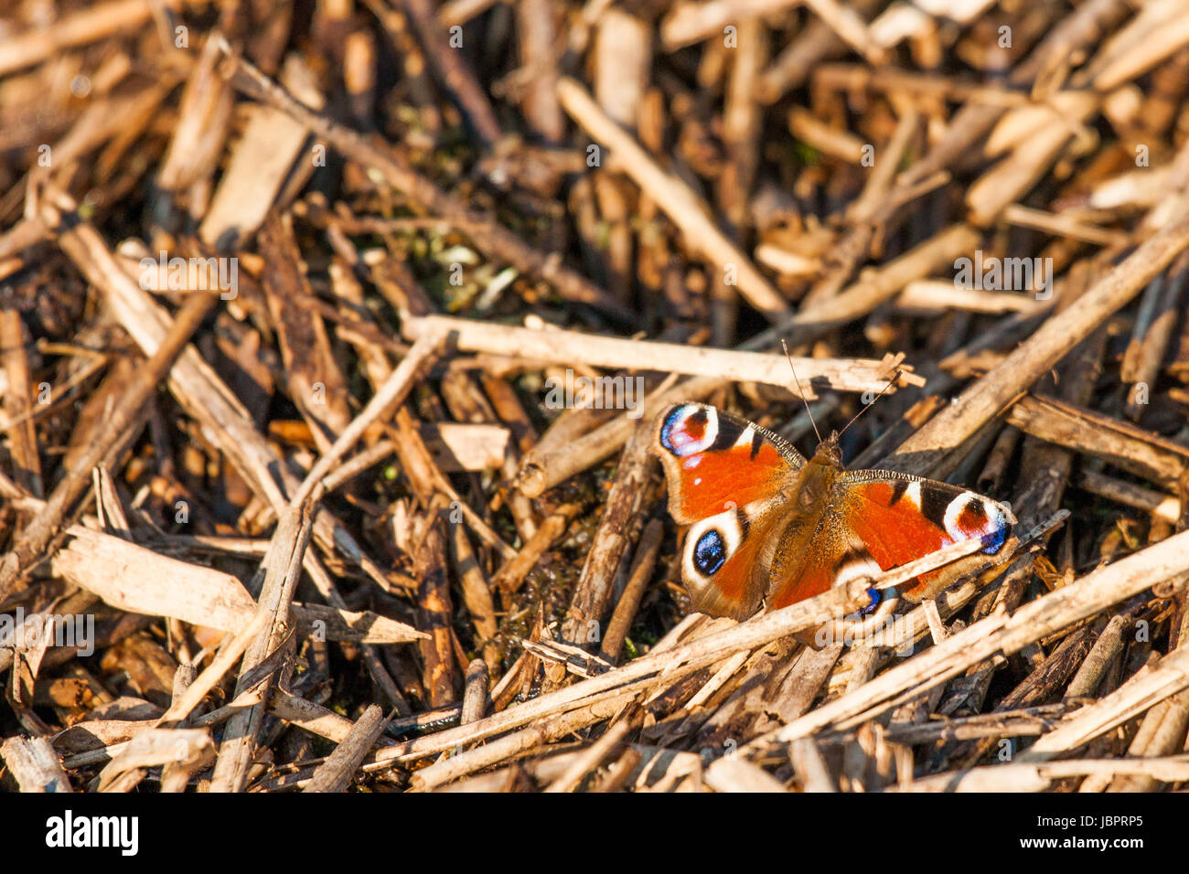 High resolution photo in best quality Stock Photo - Alamy
