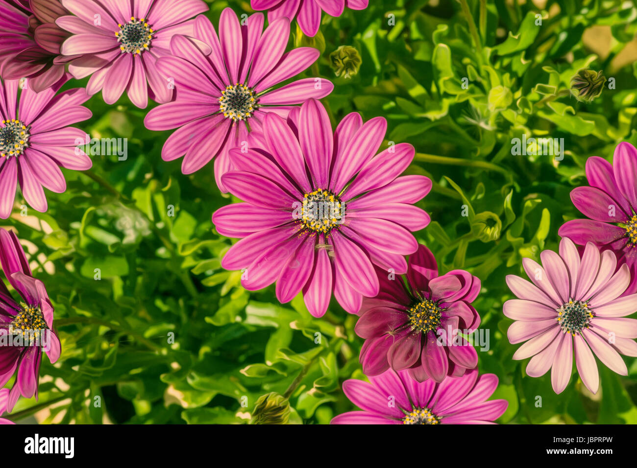 High resolution photo in best quality Stock Photo - Alamy