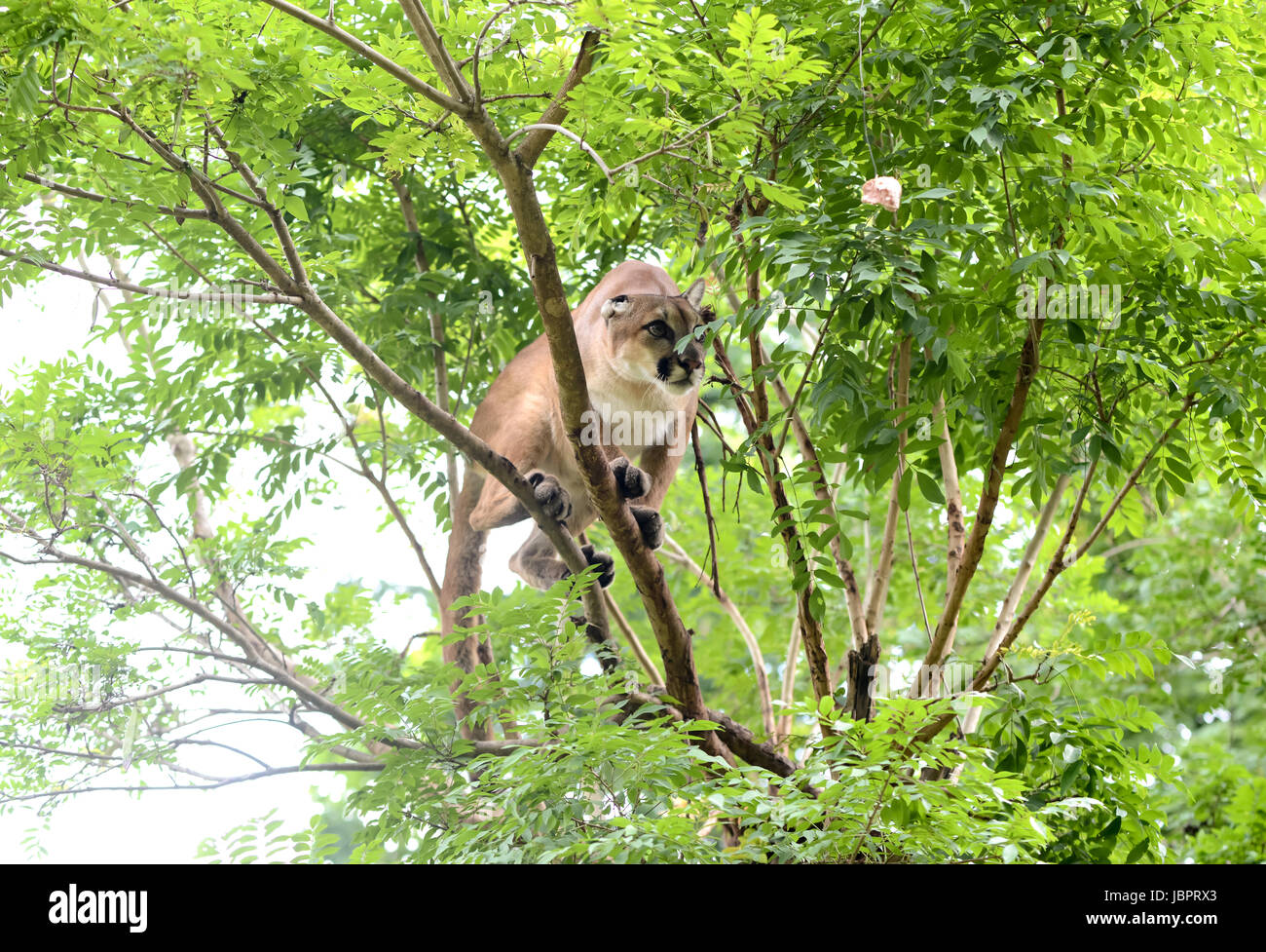 puma climbing on tree, animal enrichment in zoo Stock Photo - Alamy