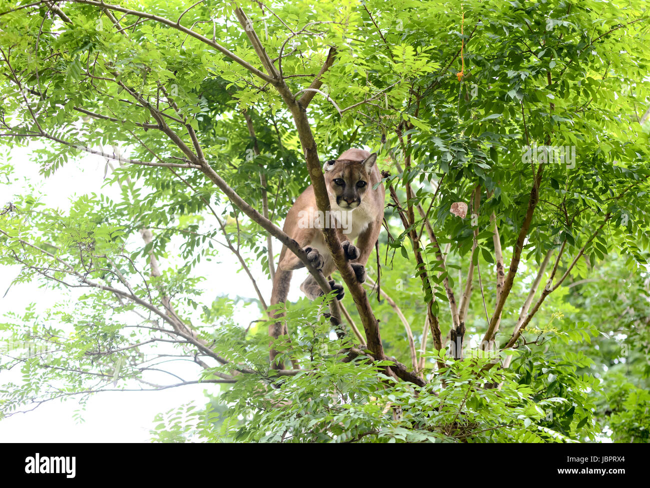 Puma climbing tree hi-res stock photography and images - Alamy