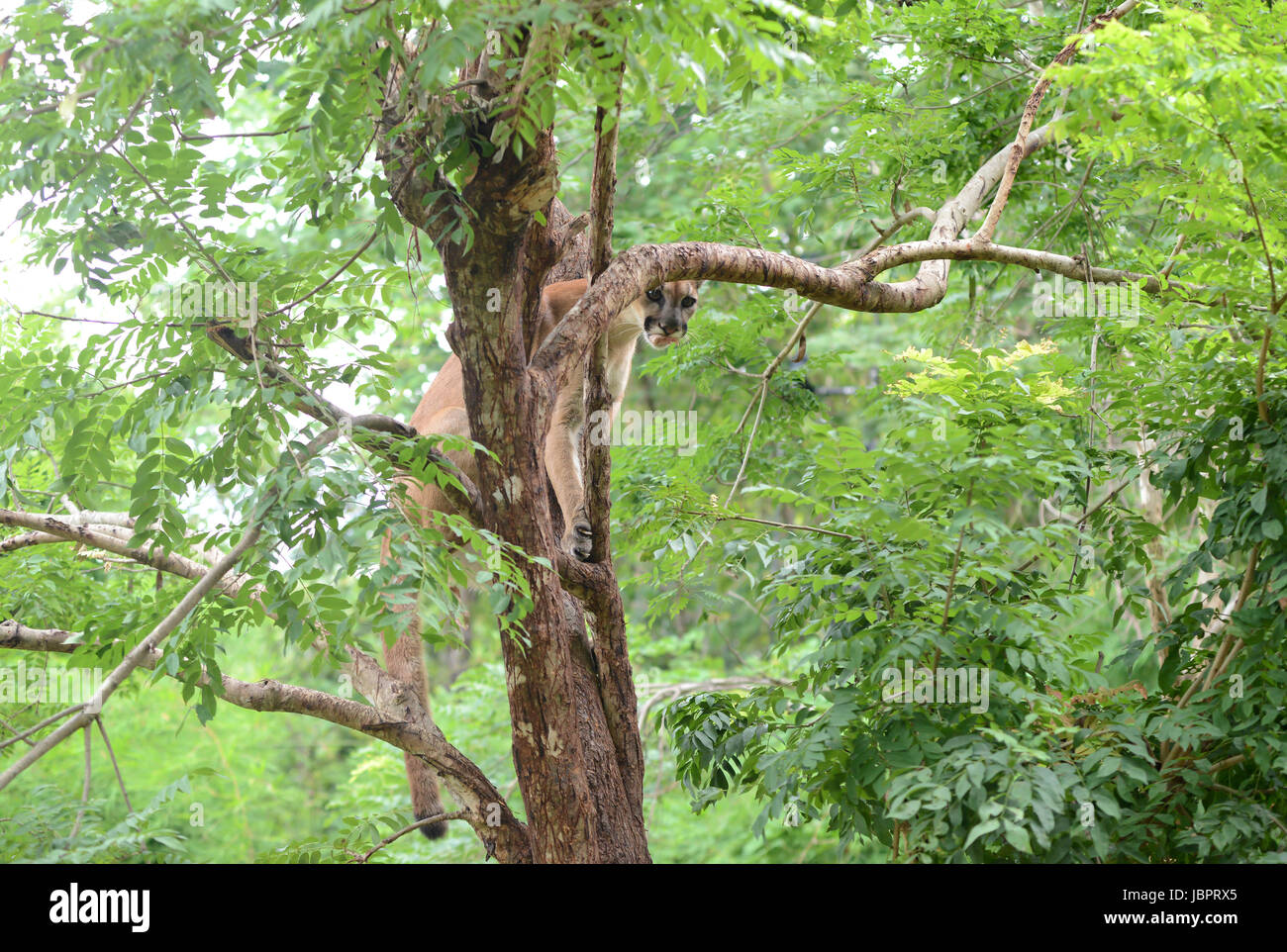 Puma climbing tree hi-res stock photography and images - Alamy