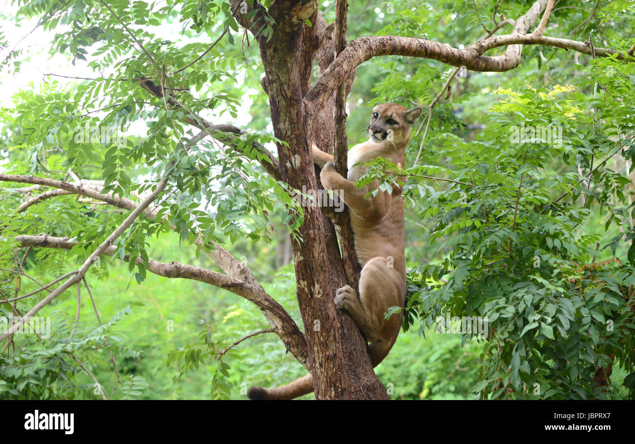 Puma climbing tree hi-res stock photography and images - Alamy
