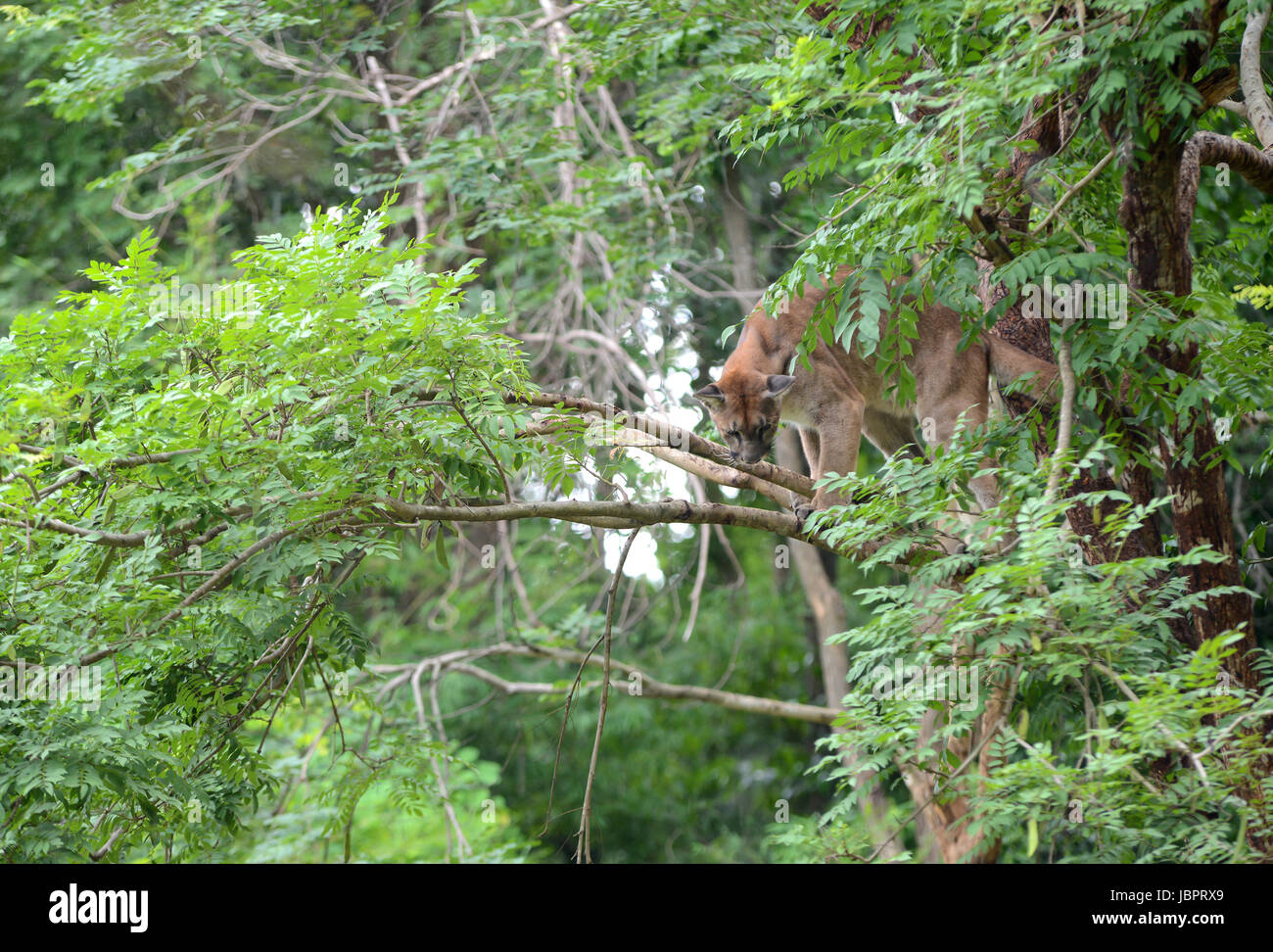 Puma climbing hi-res stock photography and images - Alamy