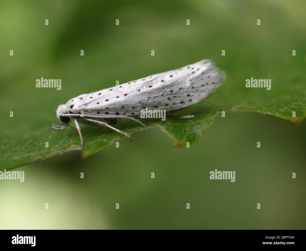 Varmints hi-res stock photography and images - Alamy