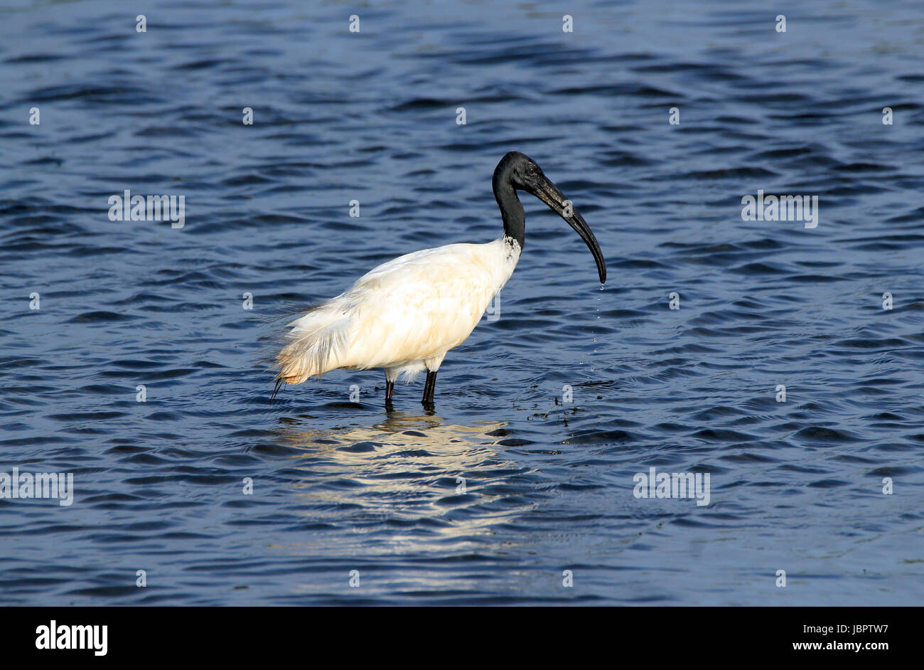 Black-headed Ibis (Threskiornis Melanocephalus – aka Oriental White ...