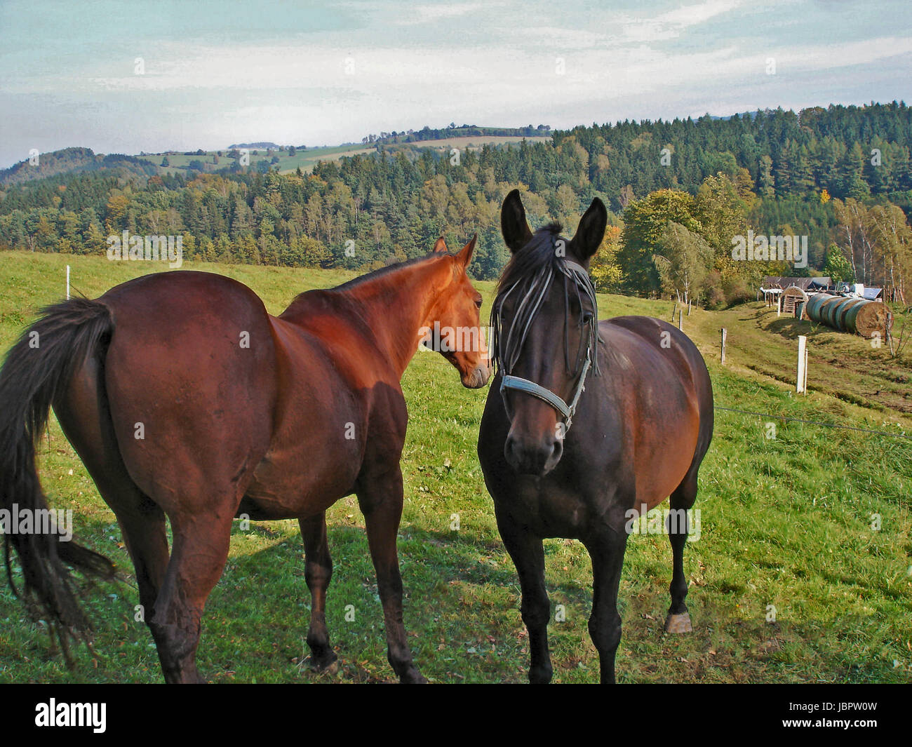 Zwei Pferde auf einer Wiese im Erzgebirge, sonniger Tag im Herbst Two ...
