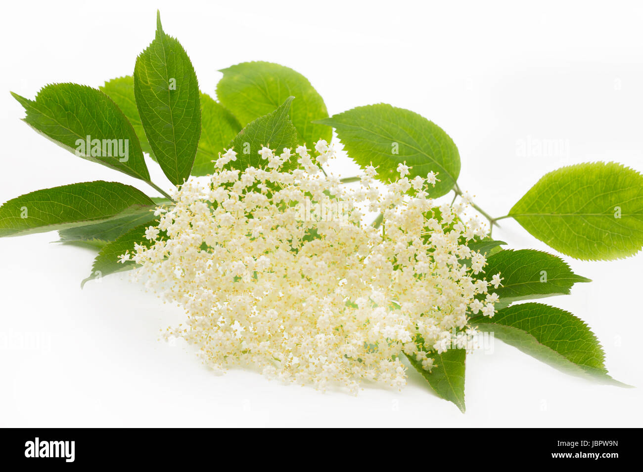 Holunderbluten sirup hi-res stock photography and images - Alamy