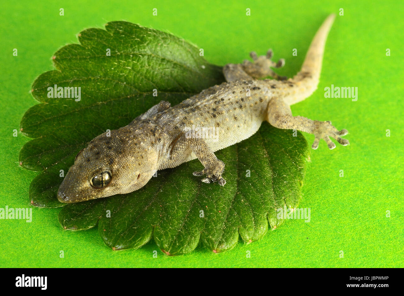 Ac12 hi-res stock photography and images - Alamy