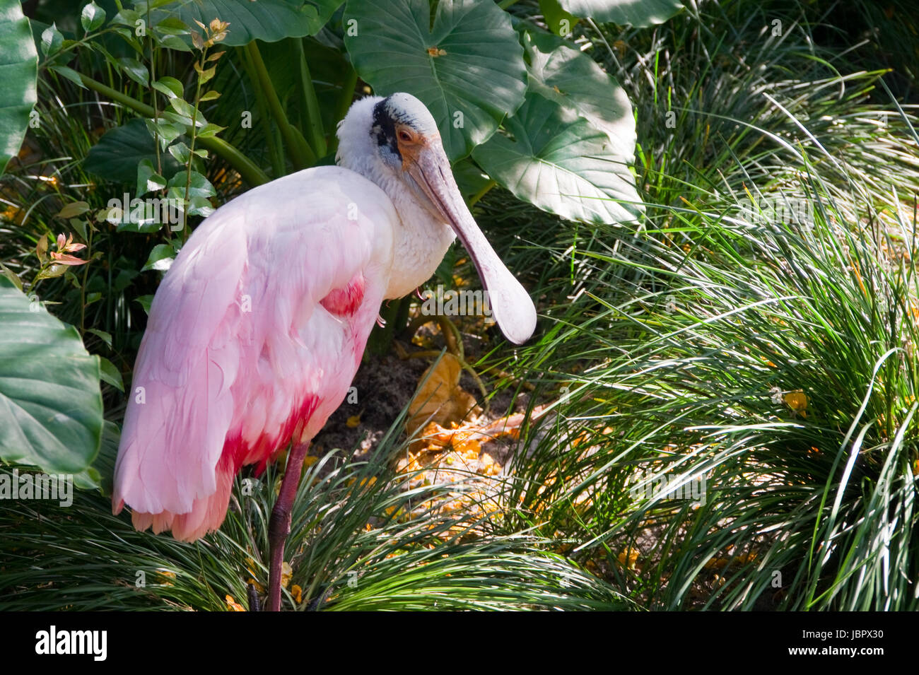Pale pink beak hi-res stock photography and images - Alamy