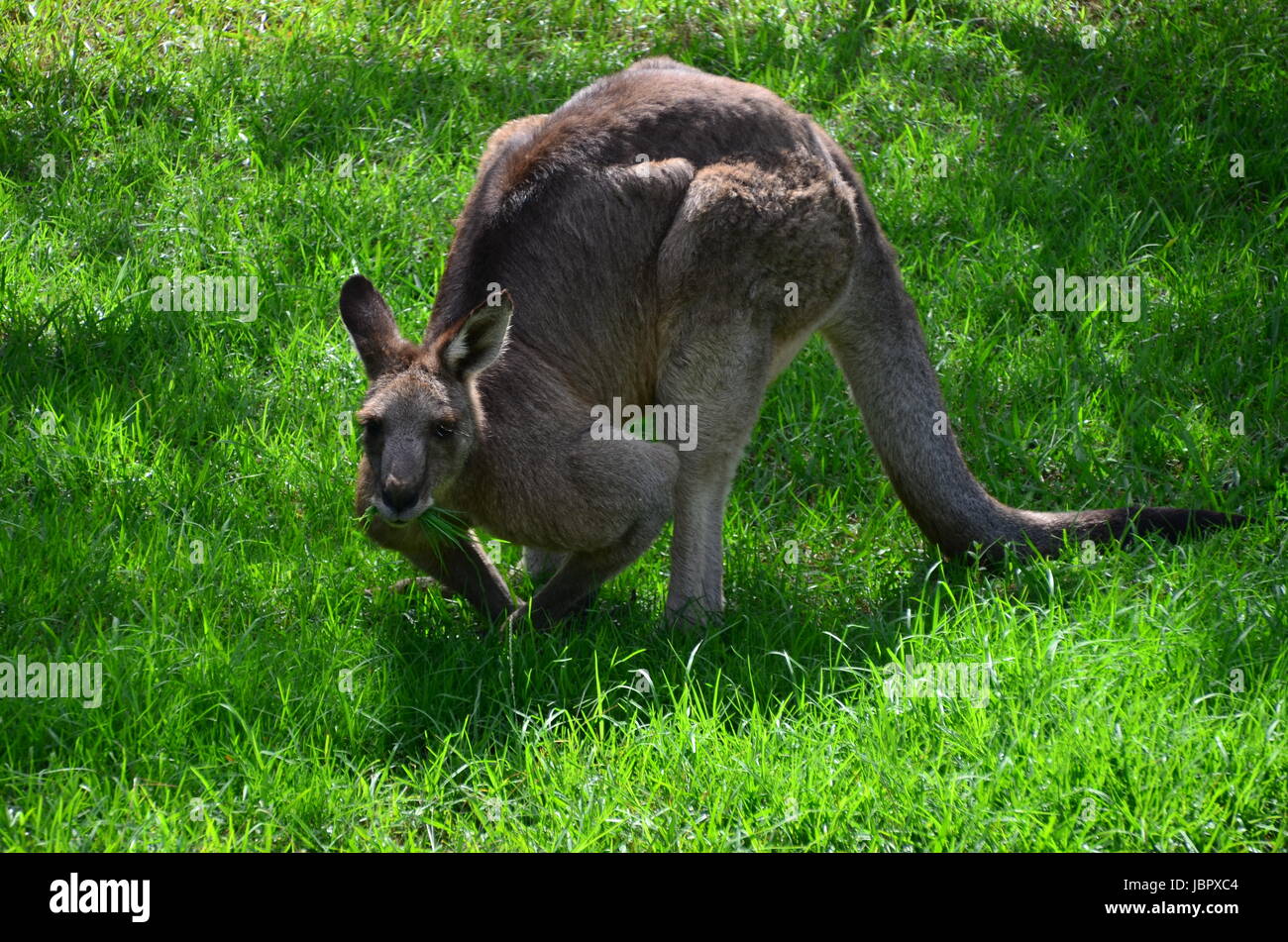 Kaenguru hi-res stock photography and images - Alamy