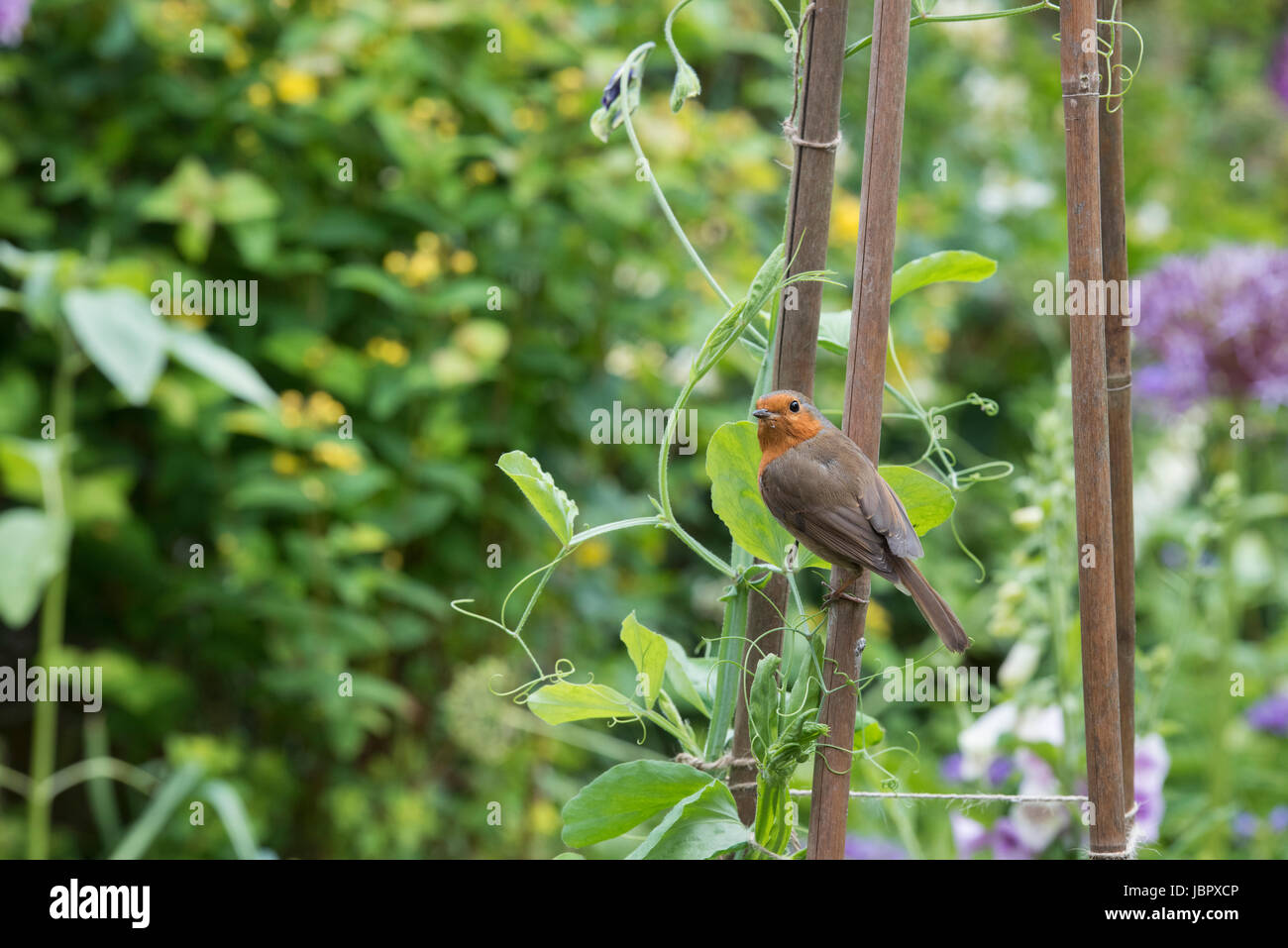 English cottage garden uk hi-res stock photography and images - Alamy